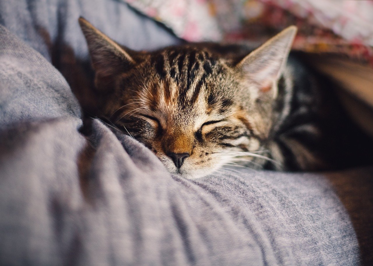 Why Use Dictation in Your Vet Practice? | Talkatoo